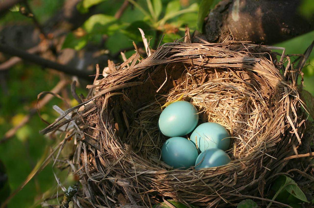 Nesting Season for Birds: How to Protect Wildlife